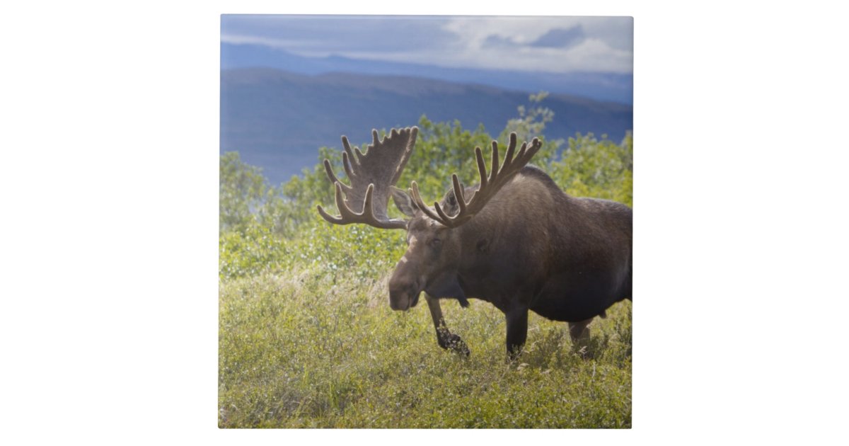 A large bull moose stands among willows ceramic tile | Zazzle