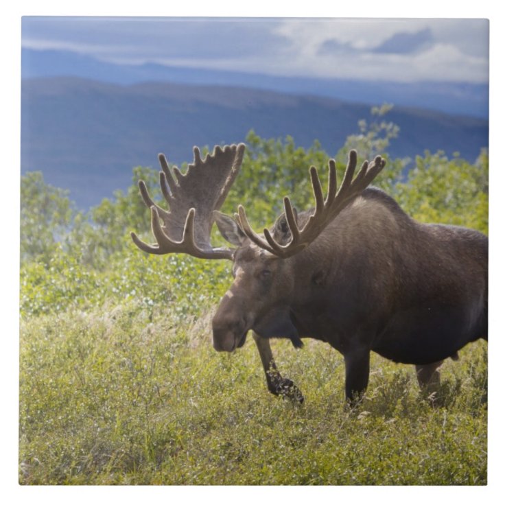 A large bull moose stands among willows ceramic tile | Zazzle