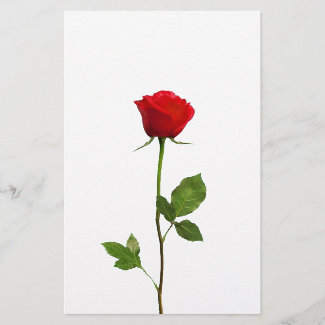 A LONG STEM RED ROSE STATIONERY | Zazzle