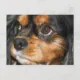 A Loyal Dog Cavalier King Charles Spaniel Postcard | Zazzle
