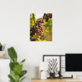 A moldy Semillon grape bunch at Ch Raymond Lafon Poster | Zazzle