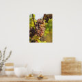 A moldy Semillon grape bunch at Ch Raymond Lafon Poster | Zazzle
