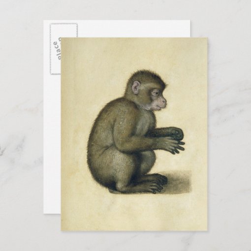 A Monkey Postcard | Zazzle