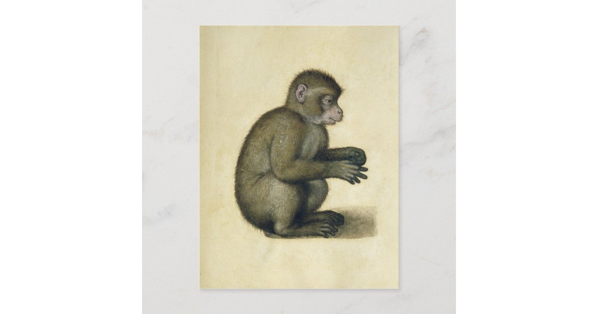 A Monkey Postcard | Zazzle