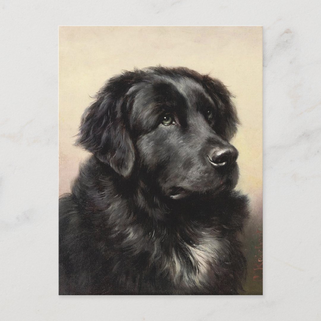 A Newfoundland Postcard | Zazzle