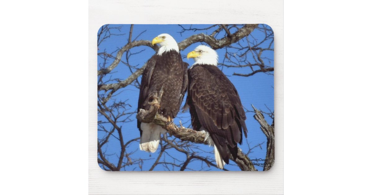 A Pair of Bald Eagles Mouse Pad | Zazzle