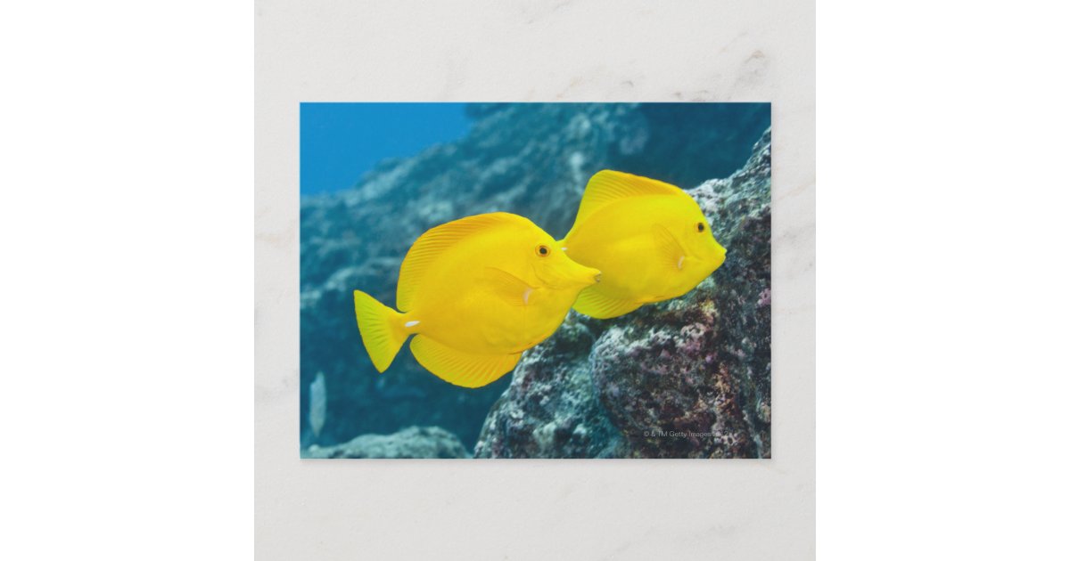 A Pair of Yellow Tangs Postcard | Zazzle