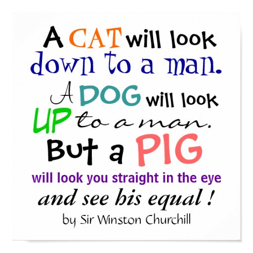A PIG Quote by Sir Winston Churchill Poster | Zazzle
