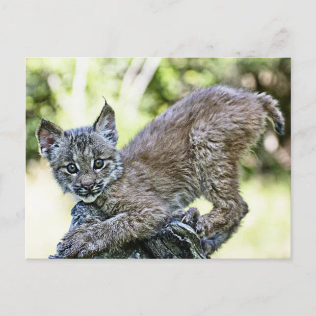 A Playful Canadian Lynx Kitten Postcard | Zazzle