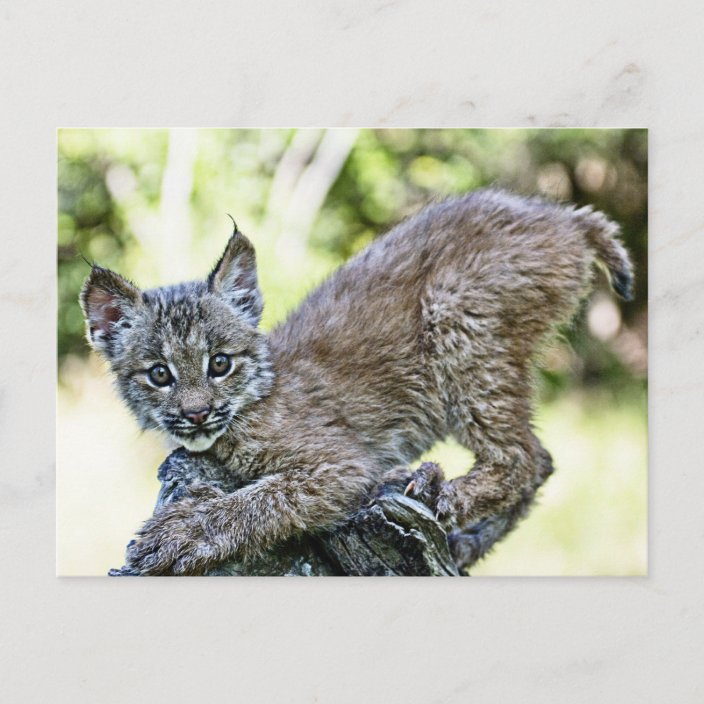A Playful Canadian Lynx Kitten Postcard | Zazzle.com