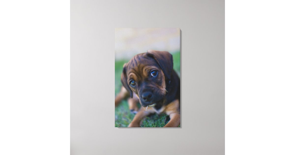 A Pug Cross Beagle Puppy (Puggle) Canvas Print | Zazzle