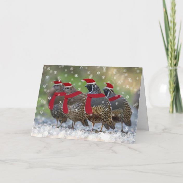 A Quail Christmas Holiday Card | Zazzle.com