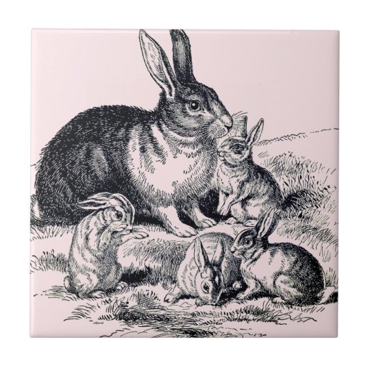 A rabbit family - vintage illustration ceramic tile | Zazzle.com