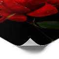 A Red Rose Poster | Zazzle