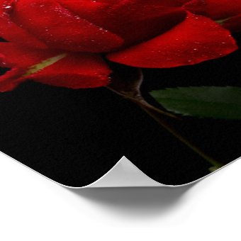 A Red Rose Poster | Zazzle