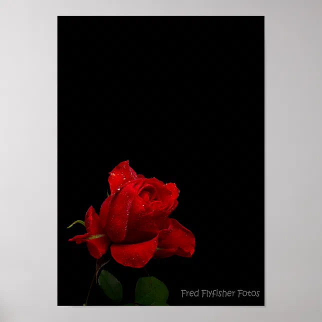 A Red Rose Poster | Zazzle
