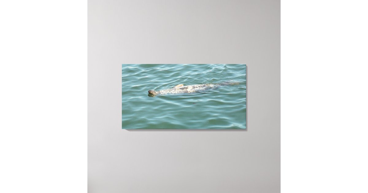 A Seal Floating Sunbathing Canvas Print | Zazzle