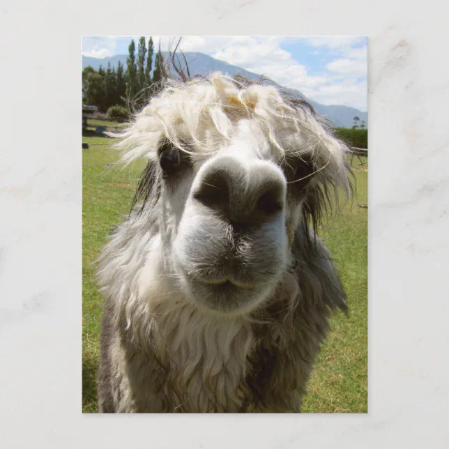A Shaggy Alpaca Postcard | Zazzle