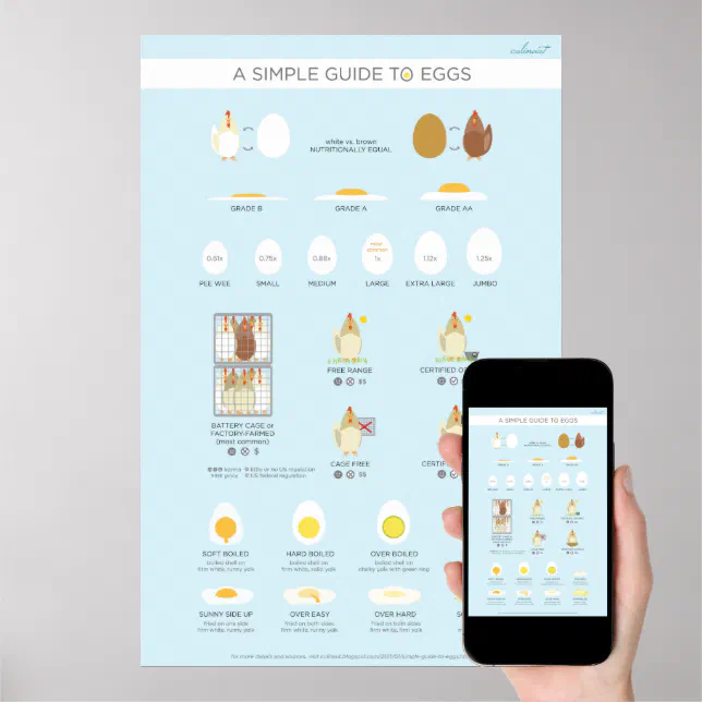 A Simple Visual Guide To Eggs Poster Zazzle