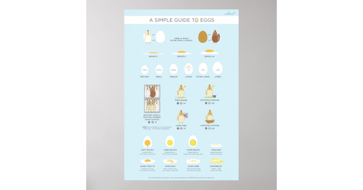 A simple (visual) guide to eggs poster | Zazzle