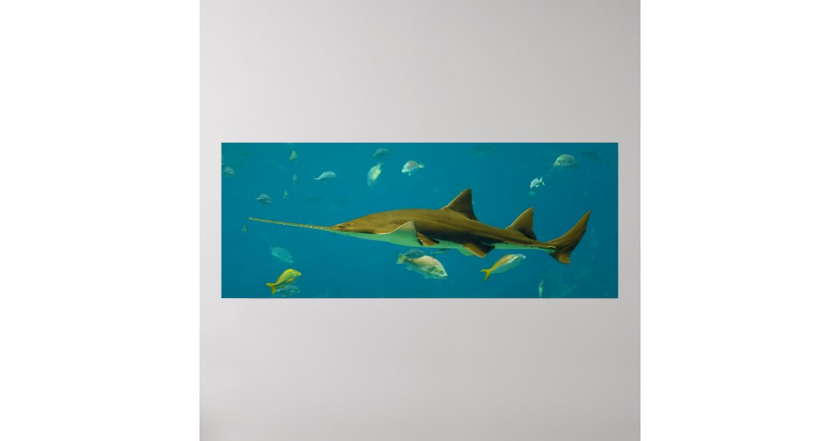 A Smalltooth Sawfish Pristis pectinata Poster | Zazzle