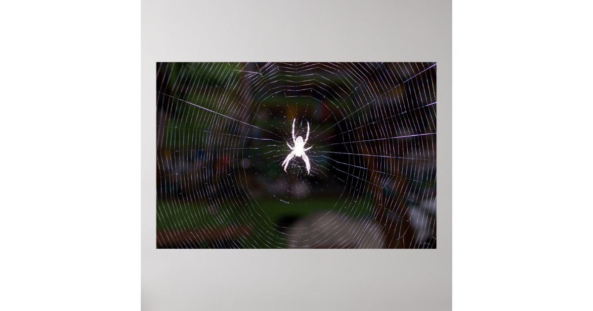 A Spiders Web Poster | Zazzle