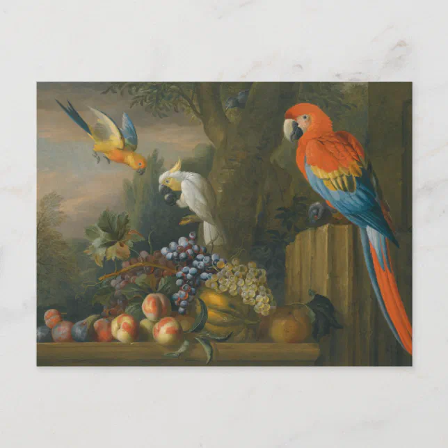 A Still Life With Fruit, Parrots And a Cockatoo Postcard | Zazzle