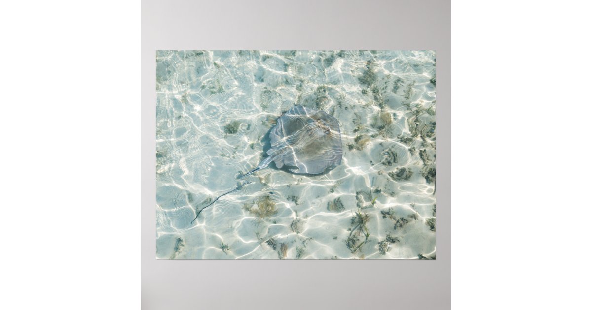 A Stingray Poster | Zazzle