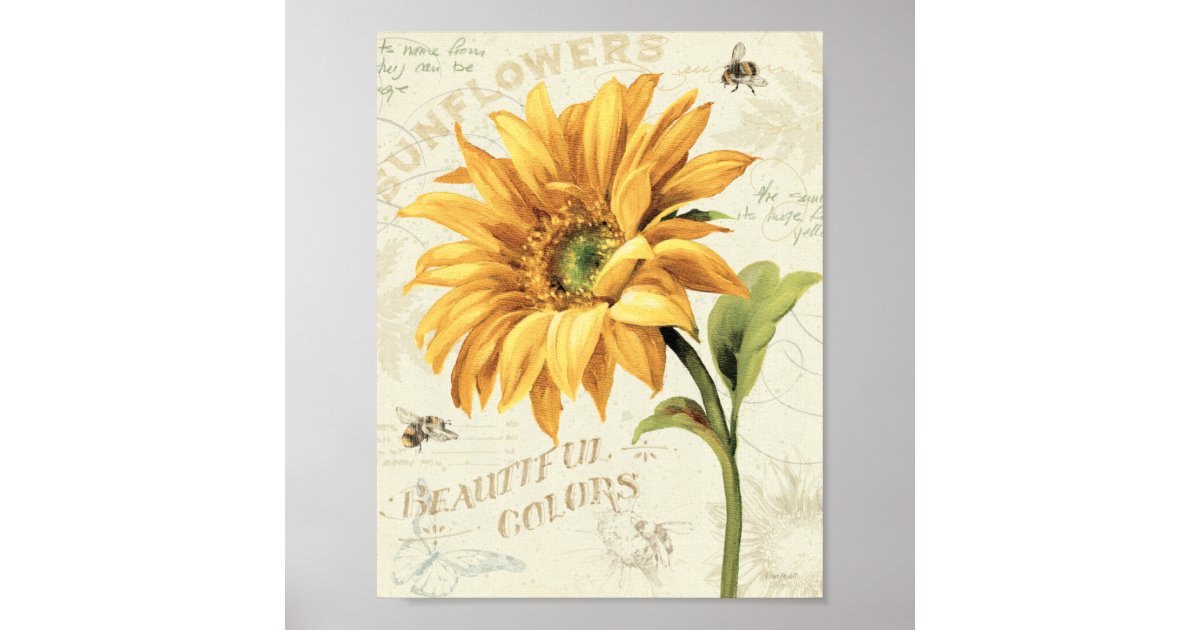 A Sunflower in Full Bloom Poster | Zazzle