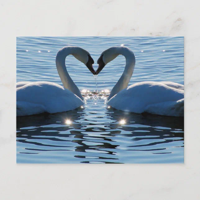 A Swan Heart Kiss, Reflections of Love Postcard | Zazzle