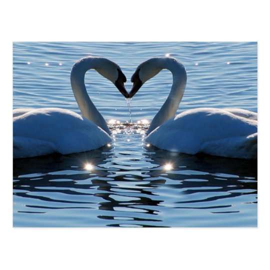 A Swan Heart Kiss, Reflections of Love Postcard | Zazzle.com