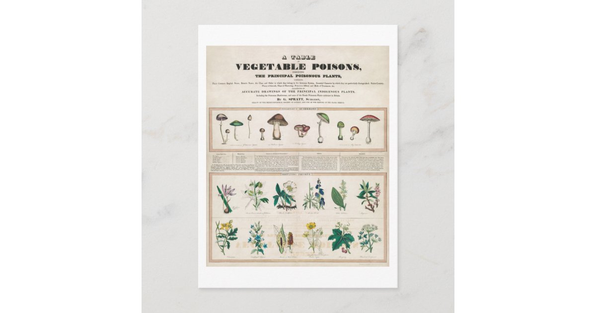 A Table of Vegetable Poisons Vintage Poster Postcard | Zazzle