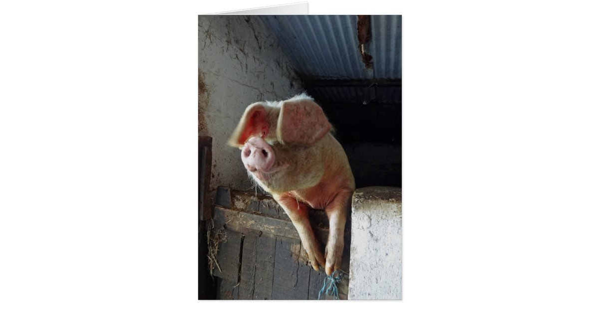 A very happy pig, Cornwall 2012 | Zazzle