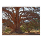 Ficus carica (Fig) Postcard | Zazzle.com