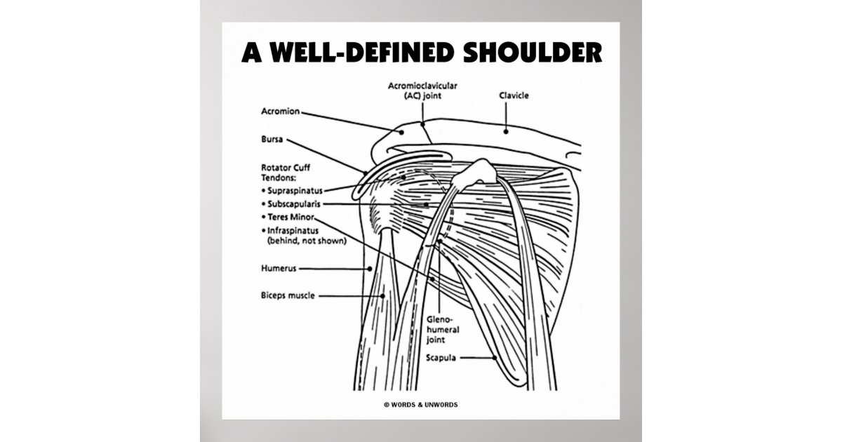 A Well-Defined Shoulder (Anatomical Humor) Poster | Zazzle