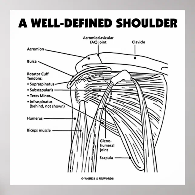 A Well-Defined Shoulder (Anatomical Humor) Poster | Zazzle