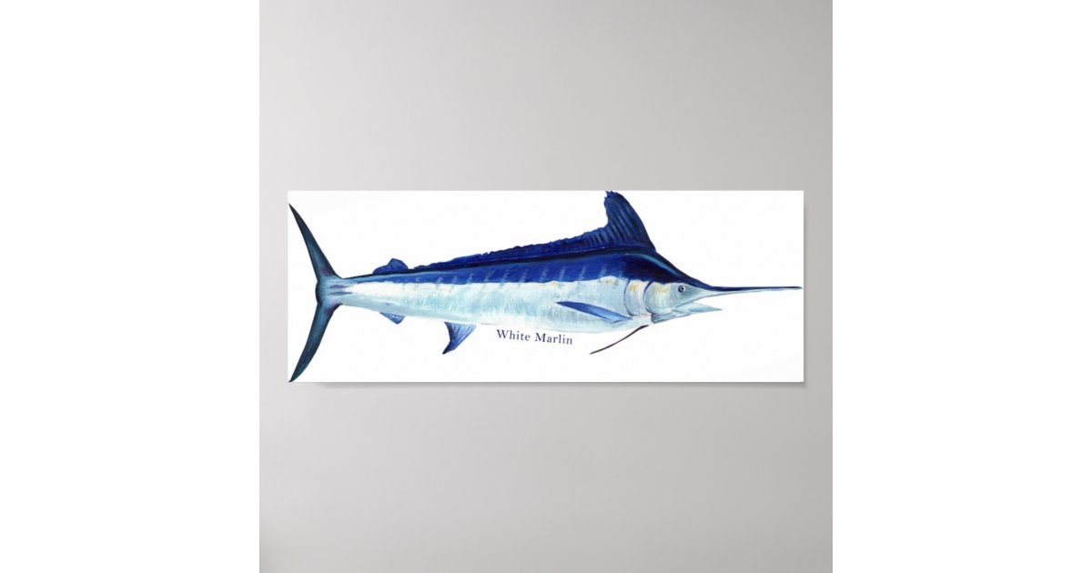 A white marlin poster | Zazzle