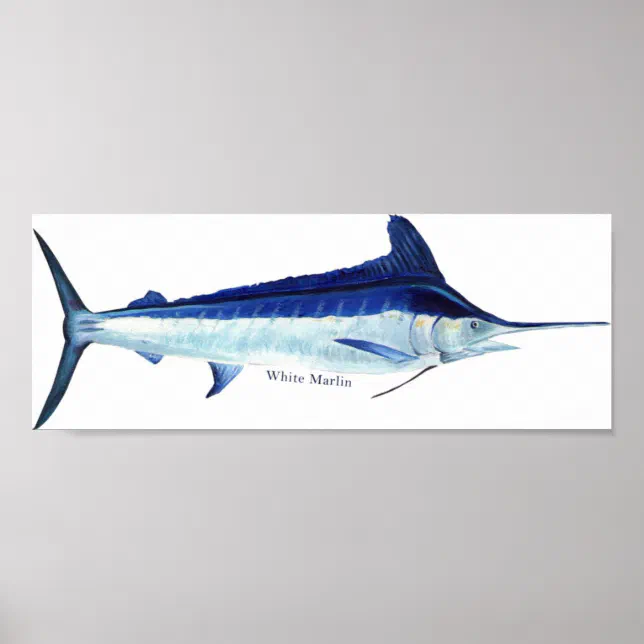 A white marlin poster | Zazzle