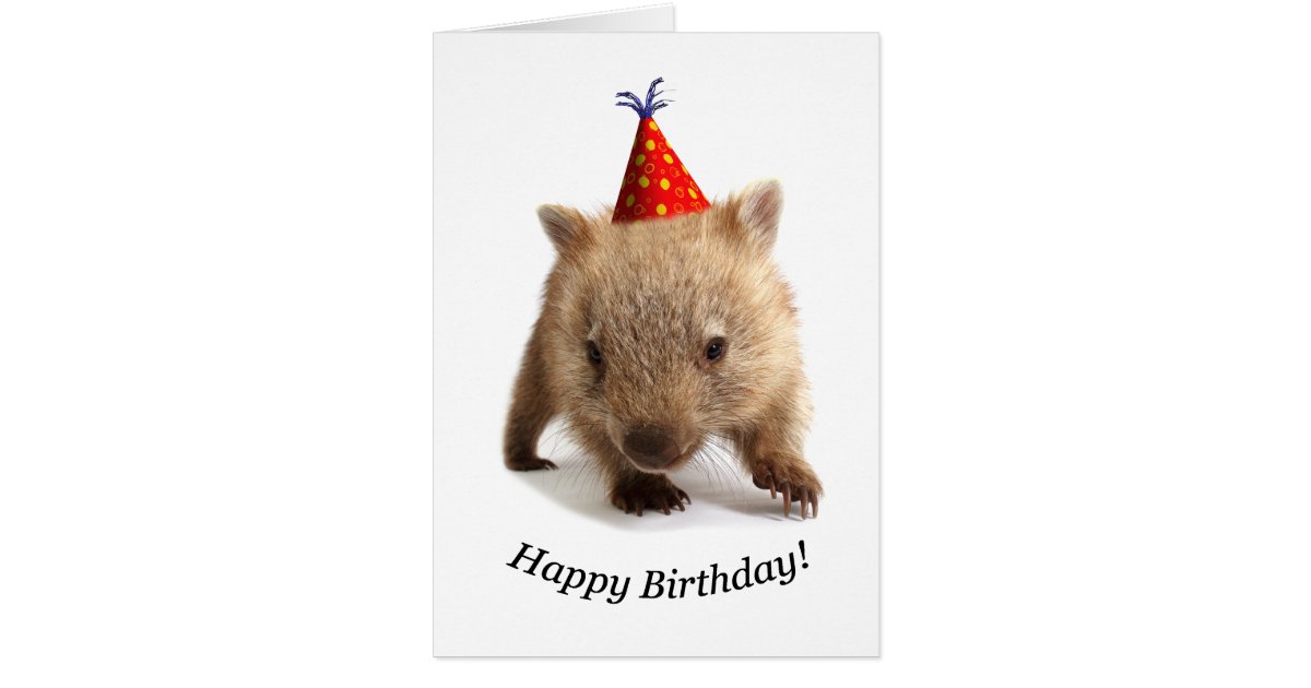 A wombat happy birthday | Zazzle