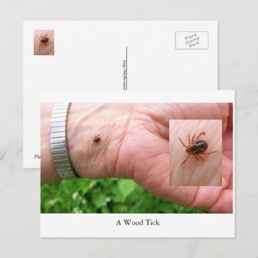 A woodtick, wood tick and hand postcard, bugs postcard | Zazzle