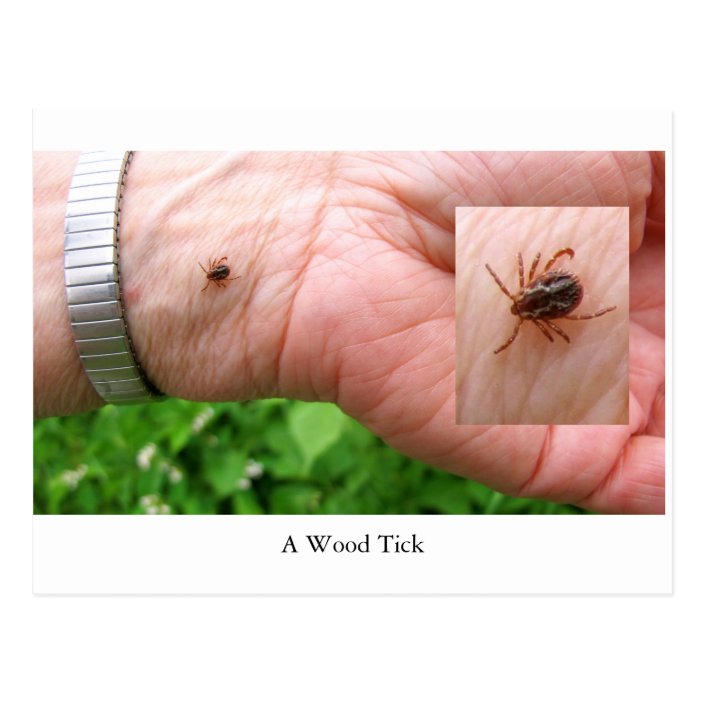 A woodtick, wood tick and hand postcard, bugs postcard | Zazzle.com