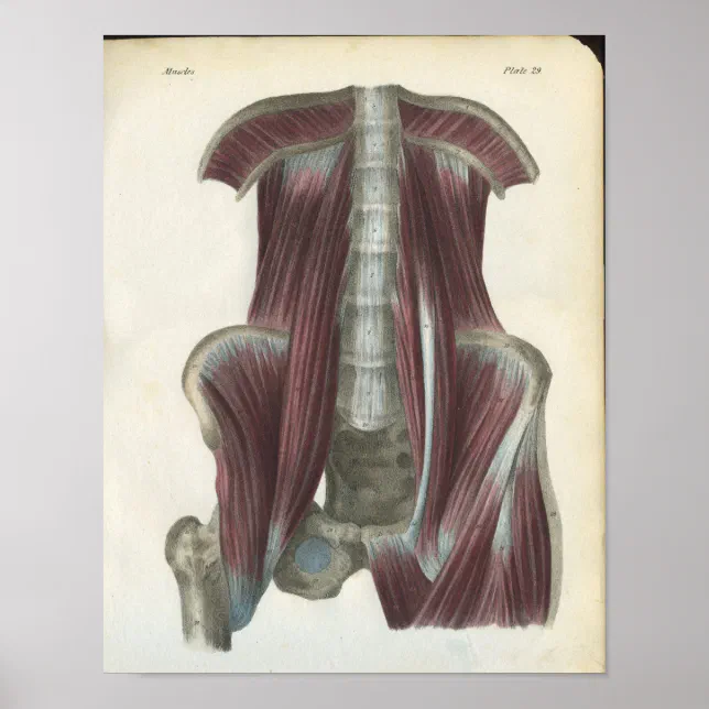 Abdominal & Pelvic Muscles Anatomy Print | Zazzle