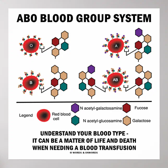 ABO Blood Group System Understand Blood Type Poster | Zazzle