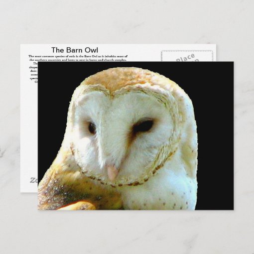 About Barn Owl Post Card | Zazzle