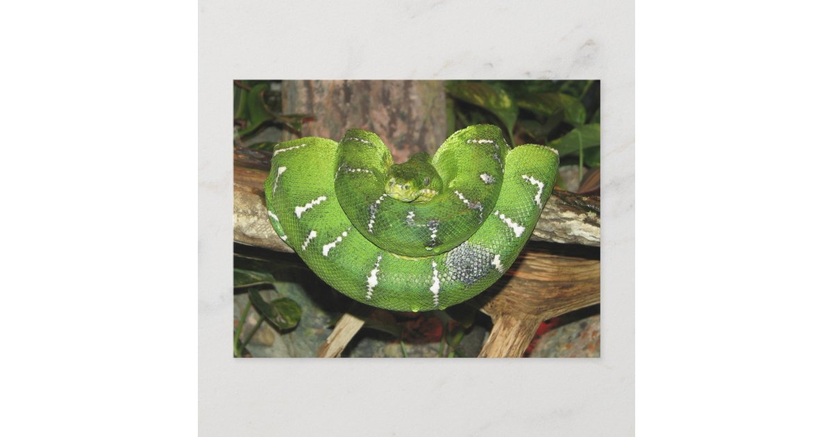 About Emerald Tree Boa Postcard | Zazzle