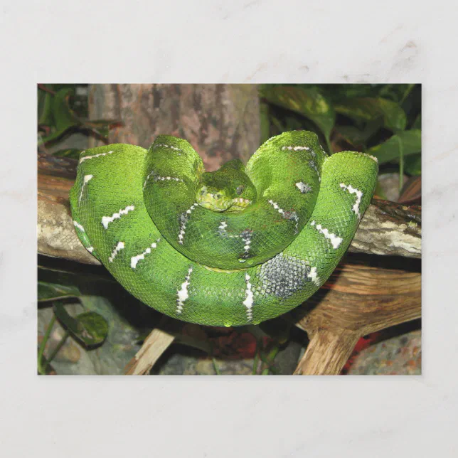 About Emerald Tree Boa Postcard | Zazzle