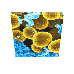 Microbiology Art & Wall Décor | Zazzle