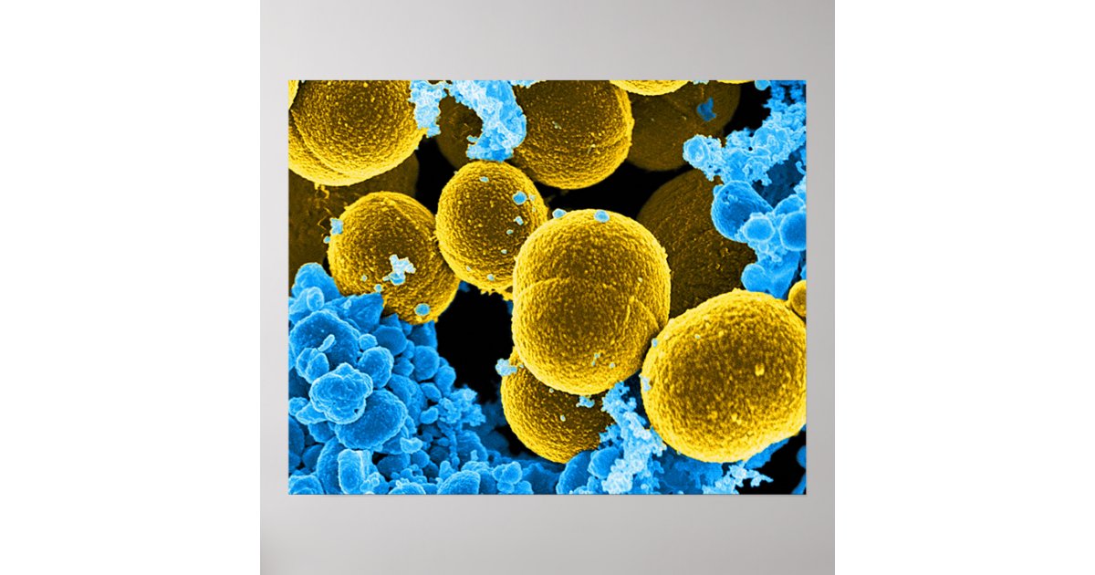 abstract microbiology art custom poster canvas | Zazzle