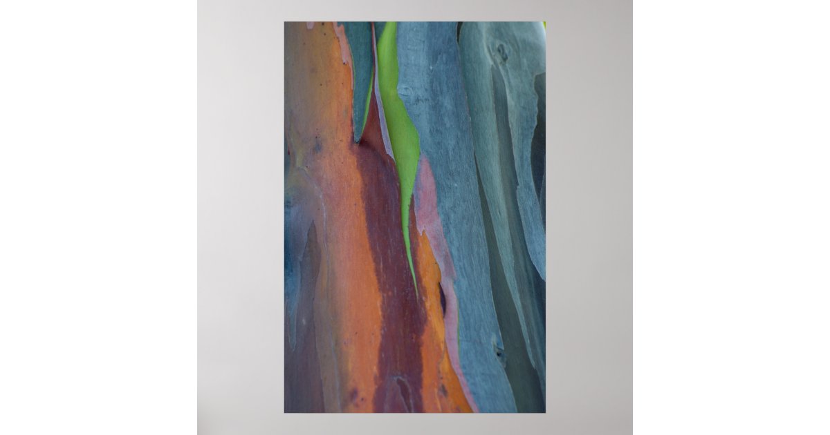 Abstract Of Rainbow Gum Tree Poster | Zazzle