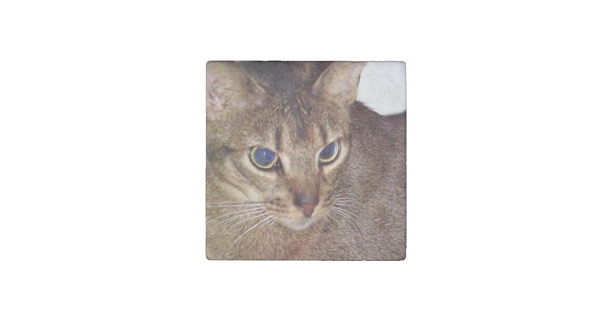 Abyssinian 2.png stone magnet | Zazzle